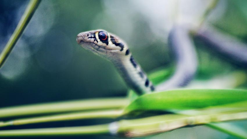 10 Cute Pet Snakes That Prove Reptiles Are Adorable Too | LoveToKnow Pets