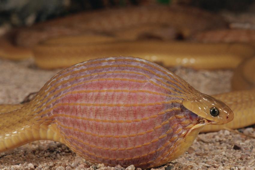 7 Small Pet Snakes That Won't Take Over Your Home | LoveToKnow Pets