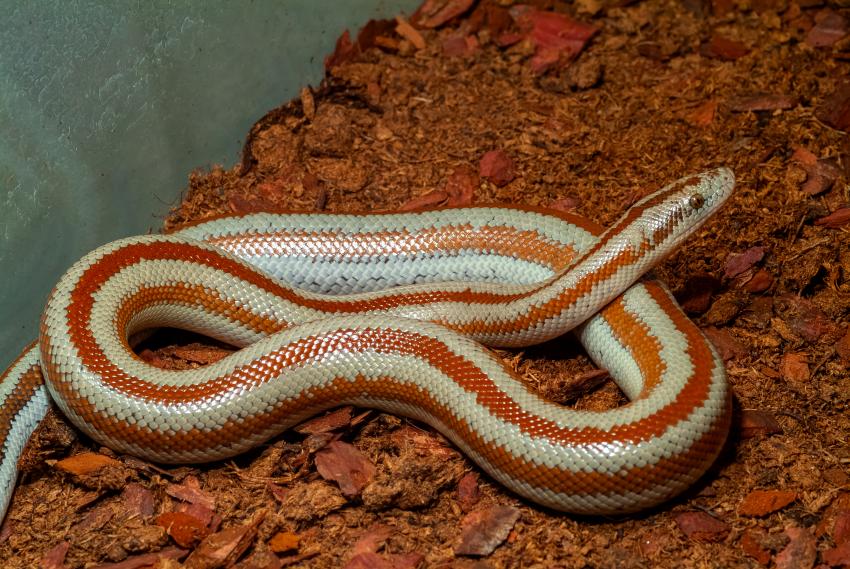 7 Small Pet Snakes That Won't Take Over Your Home | LoveToKnow Pets