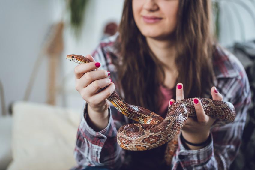 7 Small Pet Snakes That Won't Take Over Your Home | LoveToKnow Pets