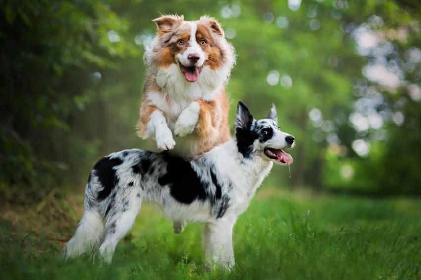 12 Merle Dog Breeds With Gorgeous Dapple Coats | LoveToKnow Pets