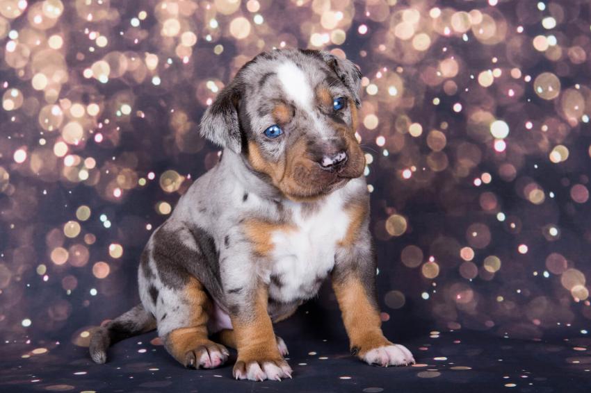 12 Merle Dog Breeds With Gorgeous Dapple Coats | LoveToKnow Pets