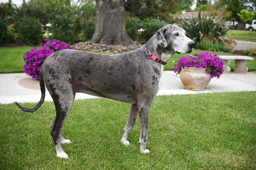 12 Merle Dog Breeds With Gorgeous Dapple Coats | LoveToKnow Pets