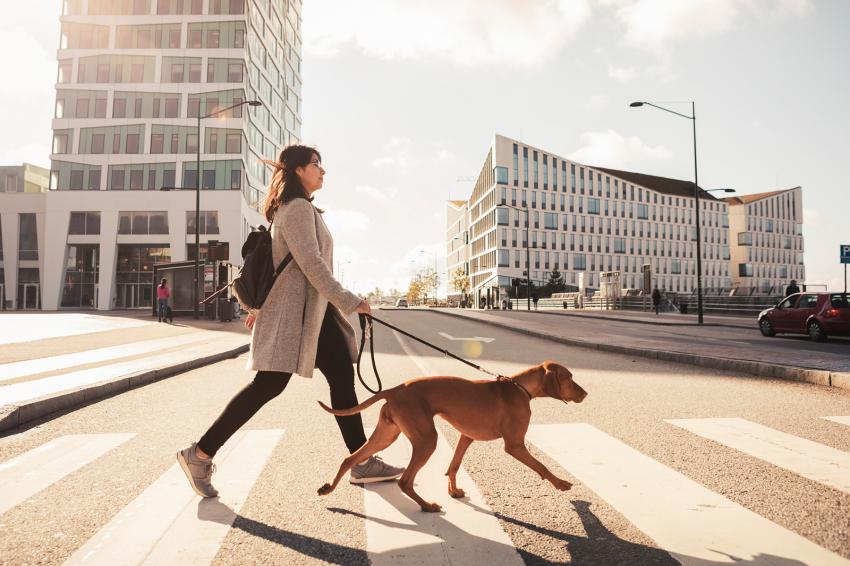 12 Reasons We Love Our Dogs More Than Most People | LoveToKnow Pets