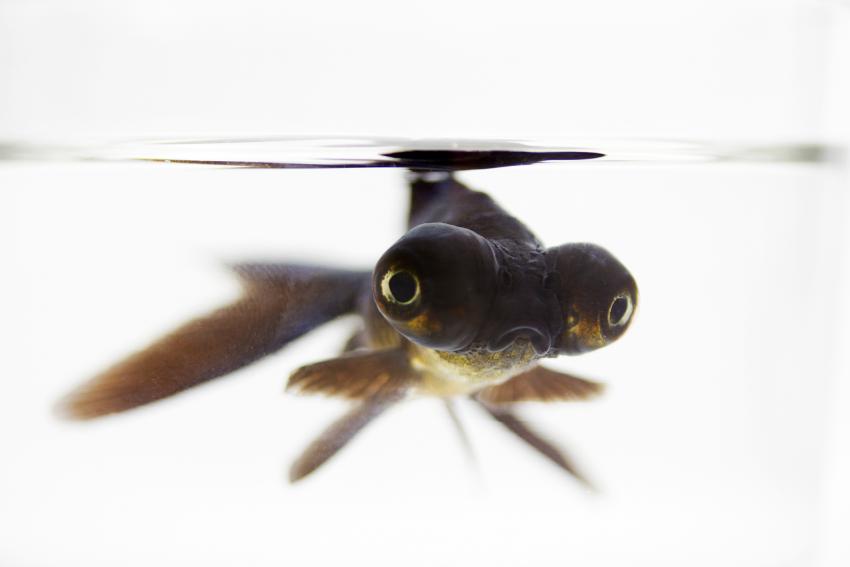 8 Cutest Pet Fish That Will Have You Gasping for Air | LoveToKnow Pets