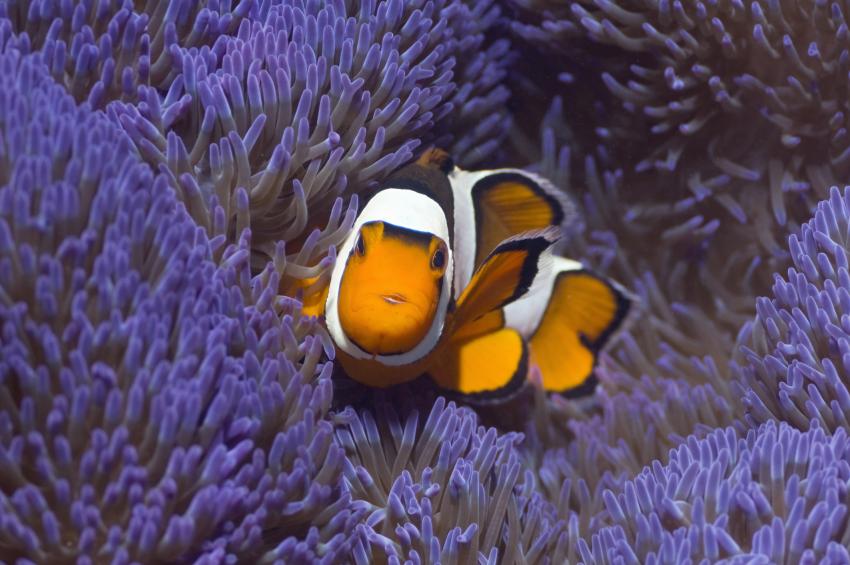 8 Cutest Pet Fish That Will Have You Gasping for Air | LoveToKnow Pets