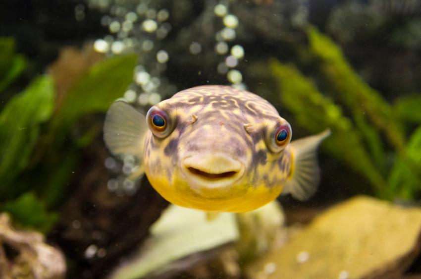 8 Cutest Pet Fish That Will Have You Gasping for Air | LoveToKnow Pets