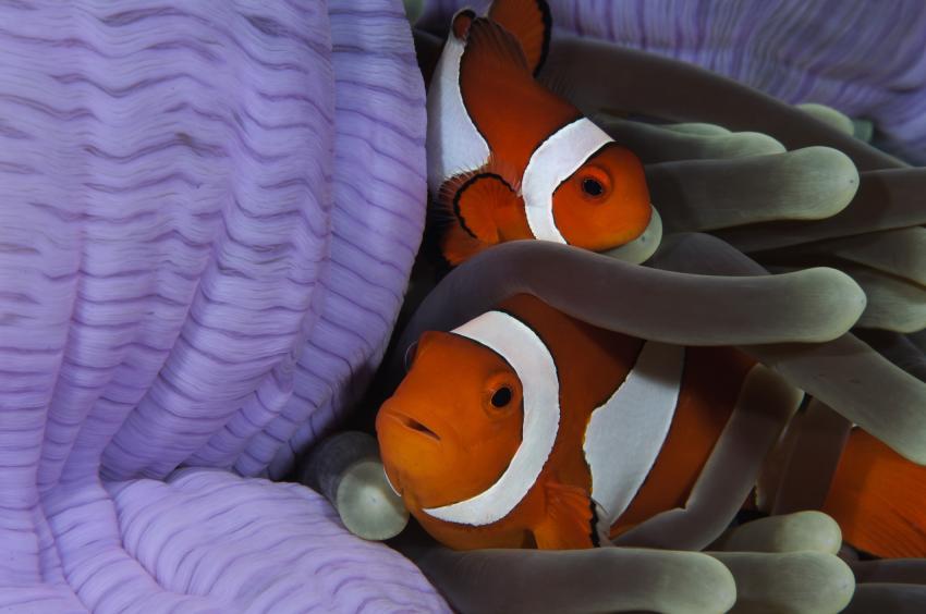 8 Cutest Pet Fish That Will Have You Gasping for Air | LoveToKnow Pets