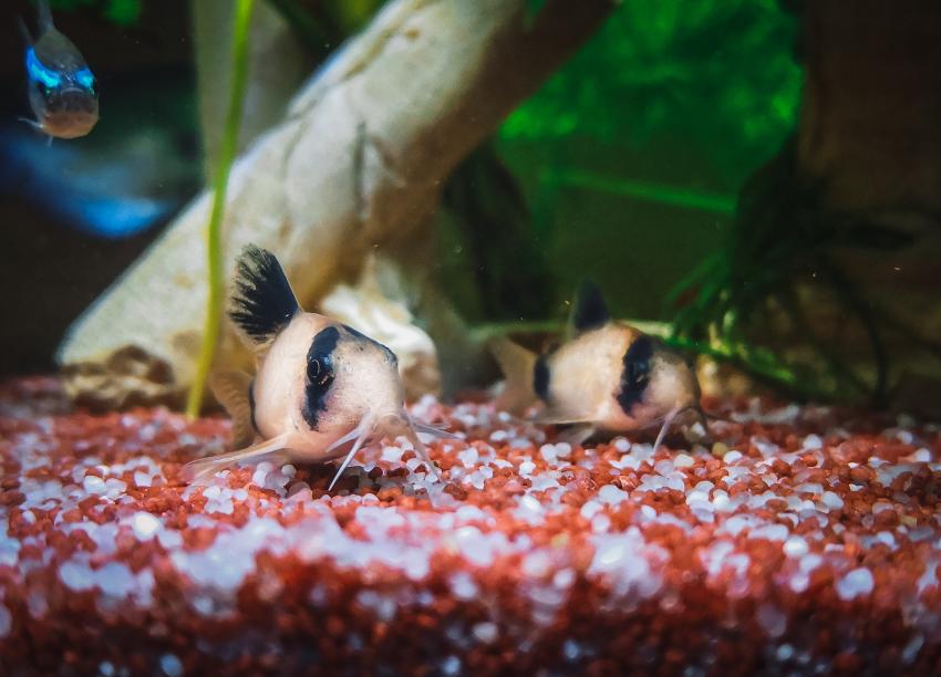 8 Cutest Pet Fish That Will Have You Gasping for Air | LoveToKnow Pets