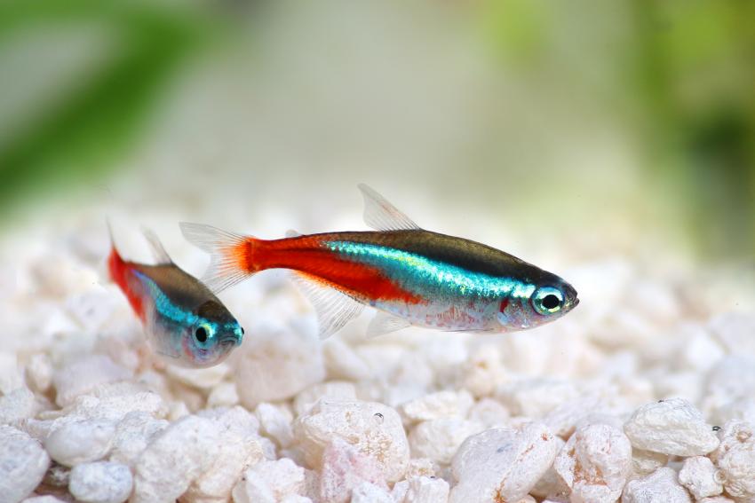 8 Cutest Pet Fish That Will Have You Gasping for Air | LoveToKnow Pets