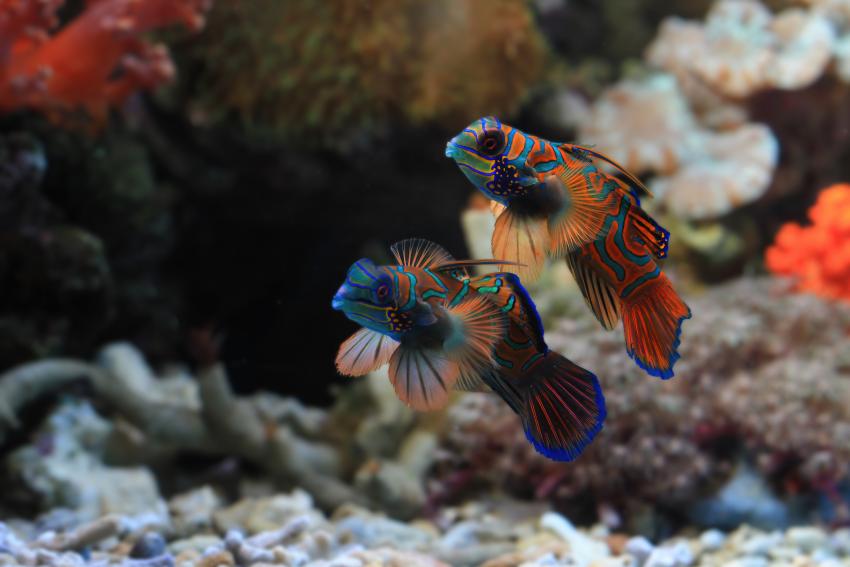 8 Cutest Pet Fish That Will Have You Gasping for Air | LoveToKnow Pets