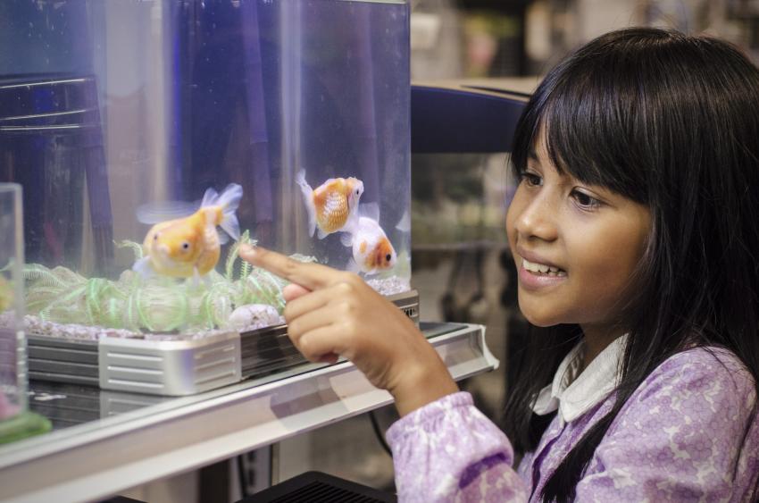 8 Cutest Pet Fish That Will Have You Gasping for Air | LoveToKnow Pets