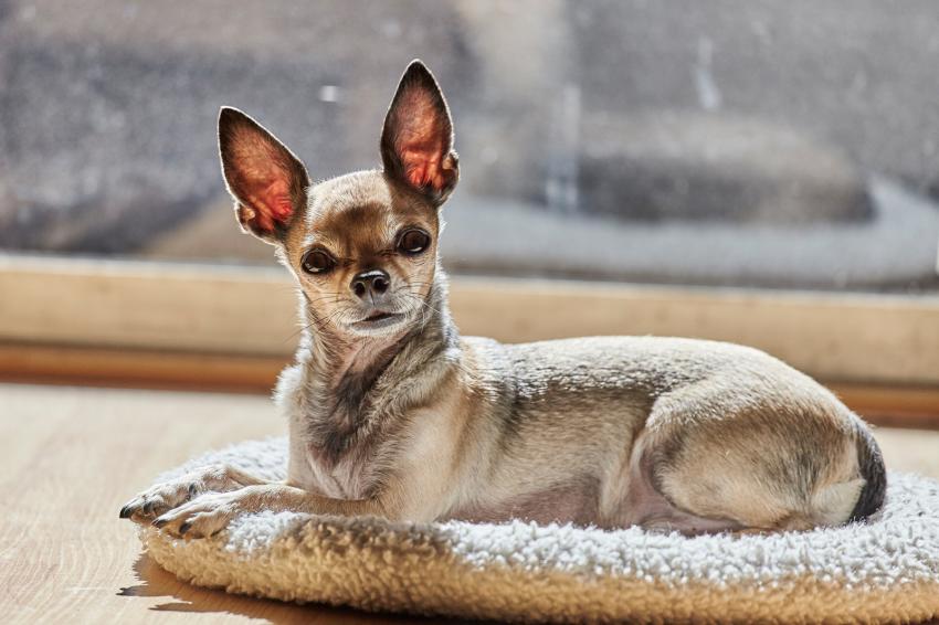 8 Easiest Dog Breeds to Own That Just Make Life Simpler | LoveToKnow Pets