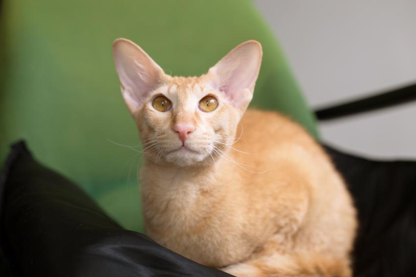 21 Small Cat Breeds That Are as Cute as They Are Compact | LoveToKnow Pets