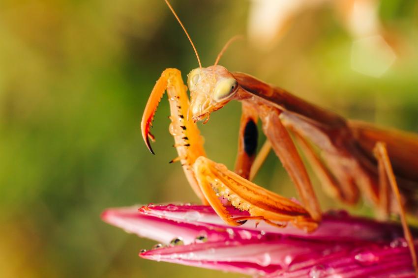 5 Best Pet Bugs for Beginning Insect Owners | LoveToKnow Pets