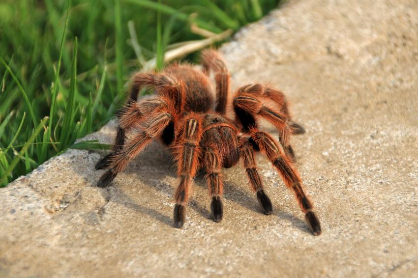 5 Best Pet Bugs for Beginning Insect Owners | LoveToKnow Pets