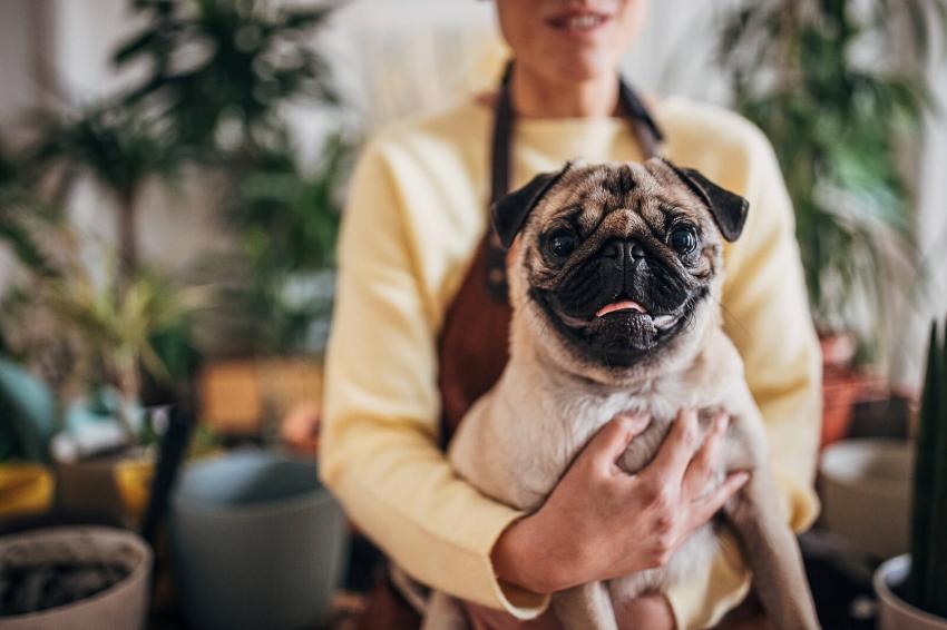 10 Best Low-Maintenance Dog Breeds for Owners on the Go | LoveToKnow Pets