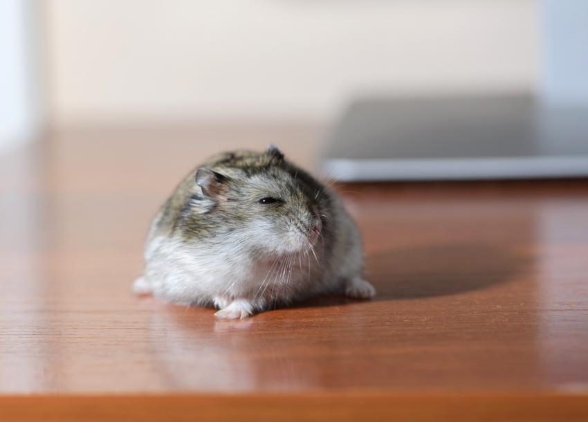 Office Pet Pros and Cons: Best Critters to Keep at Work | LoveToKnow Pets