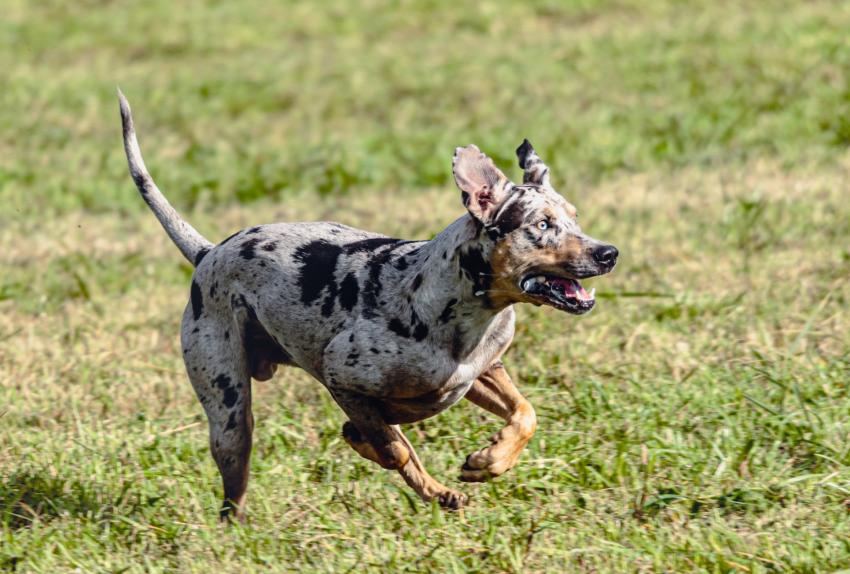 These Are the 10 Most Loyal, True-Blue Dog Breeds Ever | LoveToKnow Pets