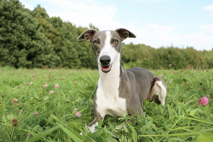 These Are the 10 Most Loyal, True-Blue Dog Breeds Ever | LoveToKnow Pets