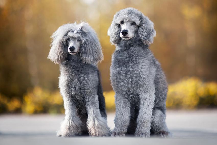 14 Dog Breeds Sporting Gorgeous Curls | LoveToKnow Pets