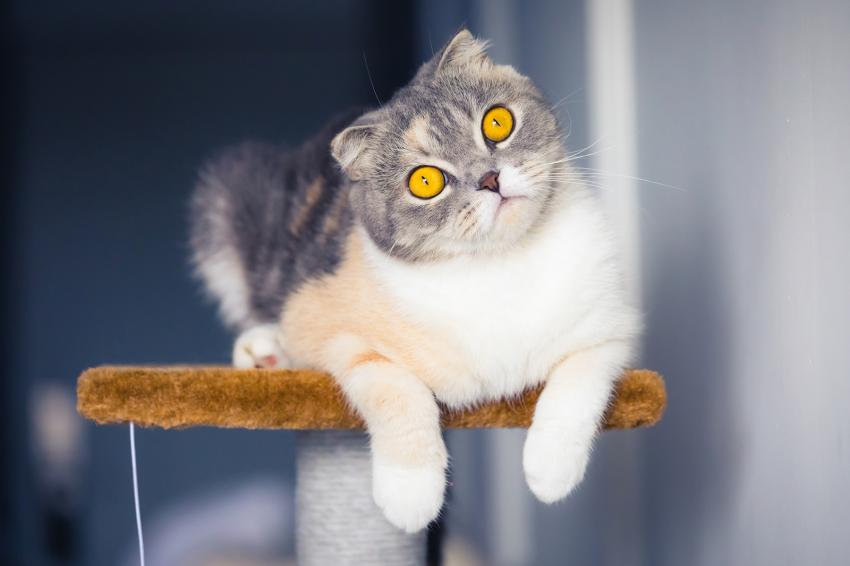 10 Best House Cat Breeds Purrfect for Indoor Living | LoveToKnow Pets