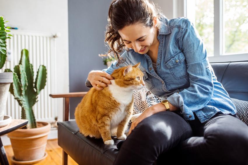 10 Best House Cat Breeds Purrfect for Indoor Living | LoveToKnow Pets