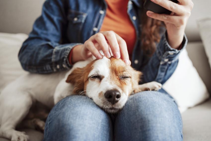 12 Most Popular Animals People Keep as Pets | LoveToKnow Pets