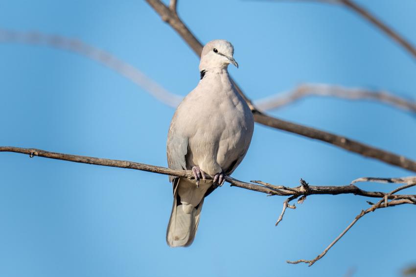 15 Most Allergy-Friendly Pets for Sensitive Pet Parents | LoveToKnow Pets