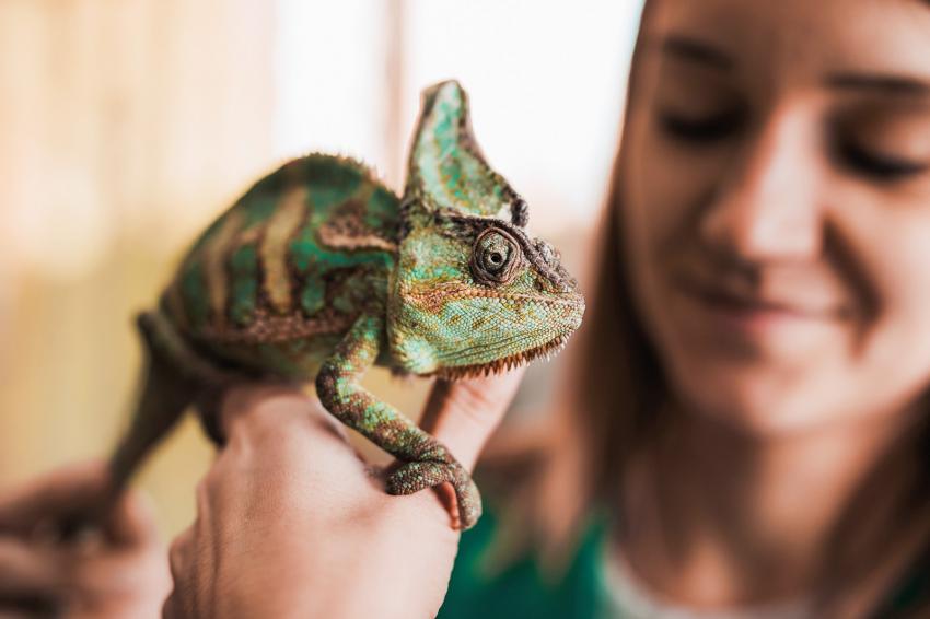 15 Most Allergy-Friendly Pets for Sensitive Pet Parents | LoveToKnow Pets