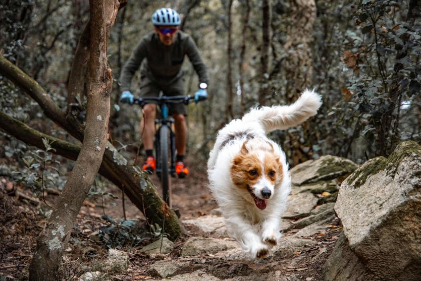 13 High-Energy Dog Breeds for Active Pet Parents | LoveToKnow Pets