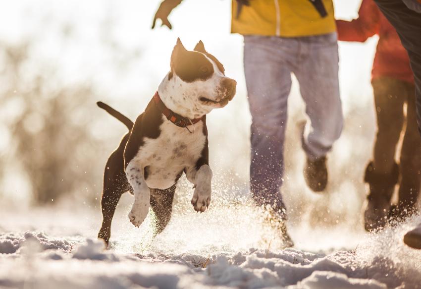 13 High-Energy Dog Breeds for Active Pet Parents | LoveToKnow Pets