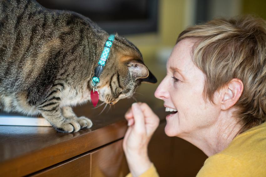 13 Signs You’re a Crazy Cat Person (Welcome to the Club!) | LoveToKnow Pets