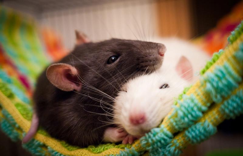 Pet Rat Lifespan: 9 Ways to Keep Them Healthy & Happy | LoveToKnow Pets