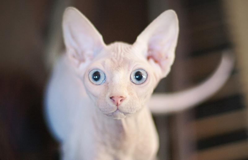 17 Most Expensive Cat Breeds: The Price of Purrfection | LoveToKnow Pets