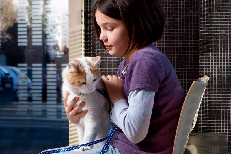 Service Cats as Emotional Support Animals | LoveToKnow Pets
