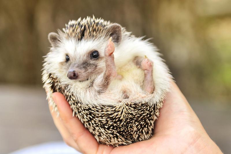 7 of the Cutest Small Animals & the Science Behind the Squee ...