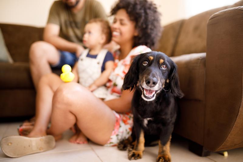 Pick These 10 Best Dog Breeds for Your Family | LoveToKnow Pets