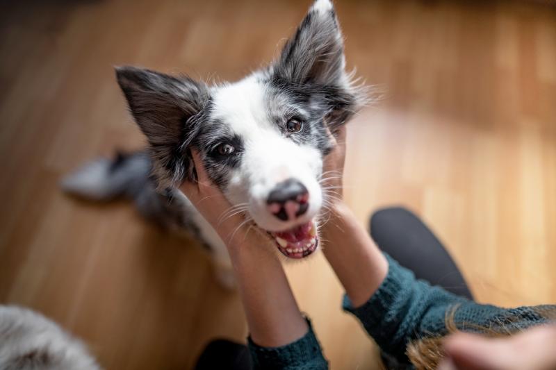 These Are the 10 Most Loyal, True-Blue Dog Breeds Ever | LoveToKnow Pets