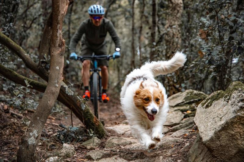 13 High-Energy Dog Breeds for Active Pet Parents | LoveToKnow Pets