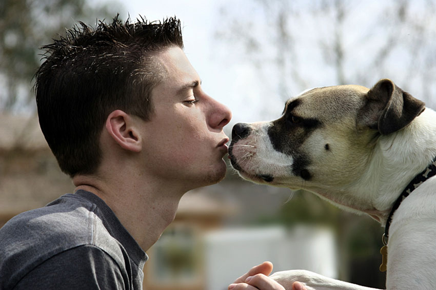 Why Should You Like Dogs