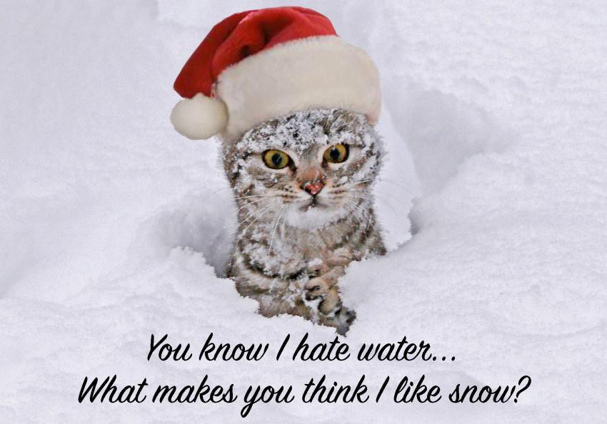 22 Funny Pictures of Christmas Cats | LoveToKnow Pets