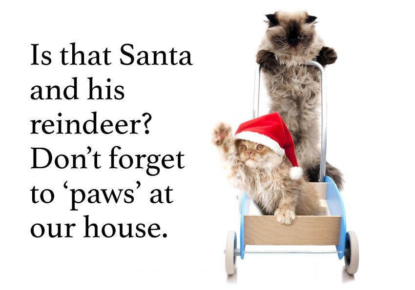 22 Funny Pictures of Christmas Cats | LoveToKnow Pets