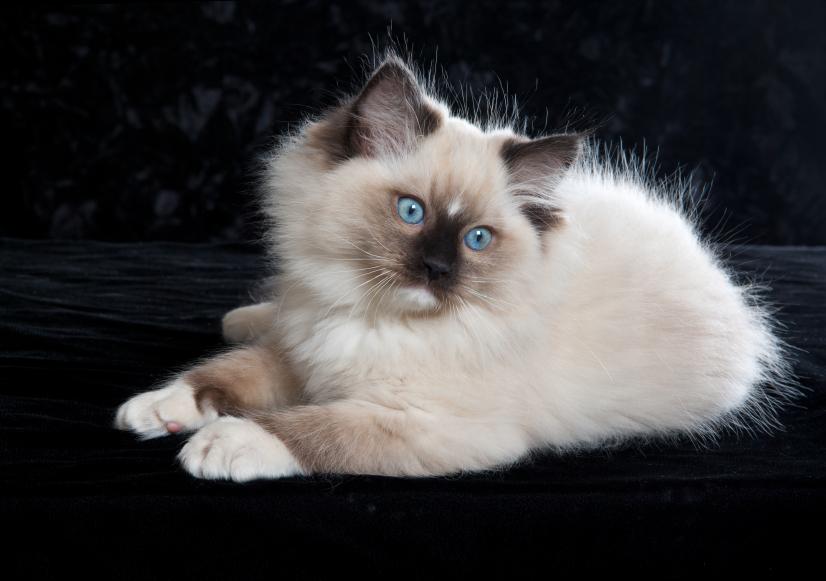 16 Pictures of Ragdoll Cats to Put a Pawsitive Spin on Your Day ...