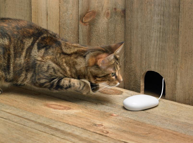 Get Ready to Giggle With These 14 Funny Cat Pictures | LoveToKnow Pets