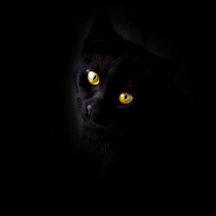 Beautiful Black Cat Pictures: Celebrate These Magical Felines ...