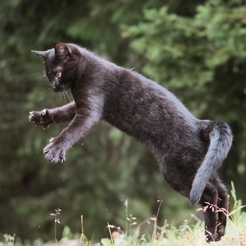 Beautiful Black Cat Pictures: Celebrate These Magical Felines ...