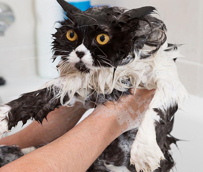 19 Funniest Pictures of Wet & Highly Disgruntled Cats | LoveToKnow Pets