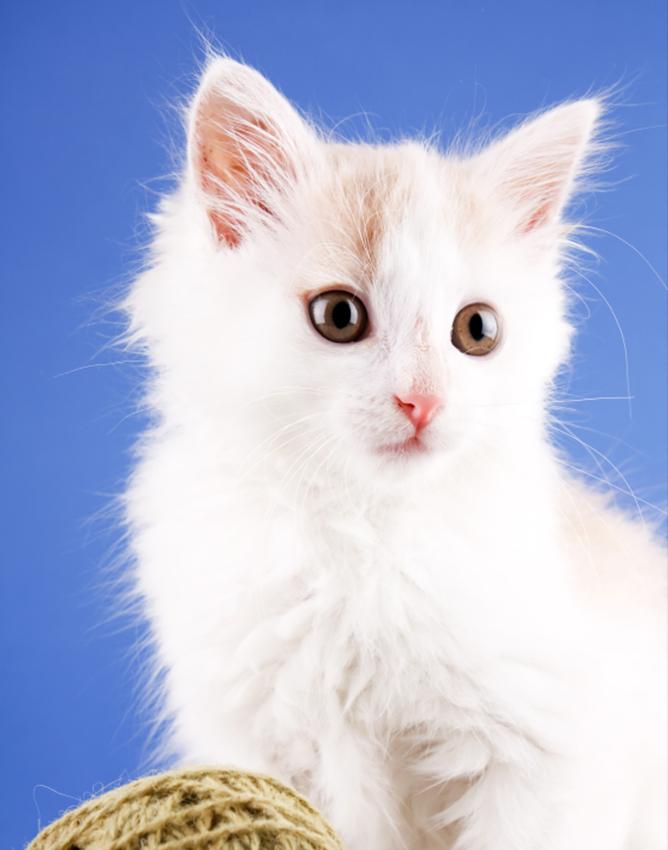 Pictures of Cute Fuzzy Kittens | LoveToKnow Pets