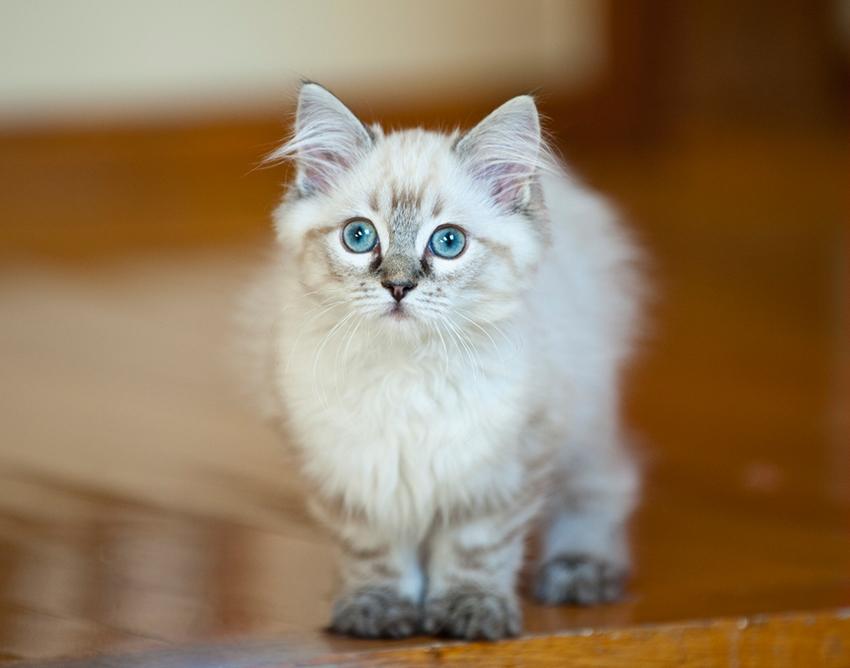 19 Floofy Kitten Pictures That'll Leave You Feline Purr-fectly Paw-some ...